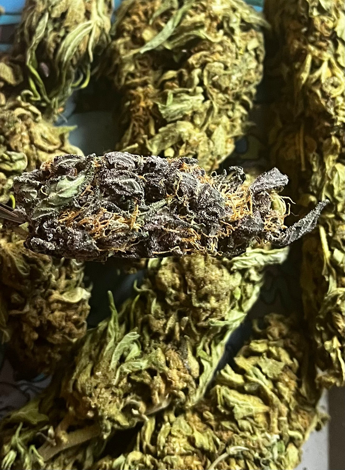 Blazed Glass Nz
